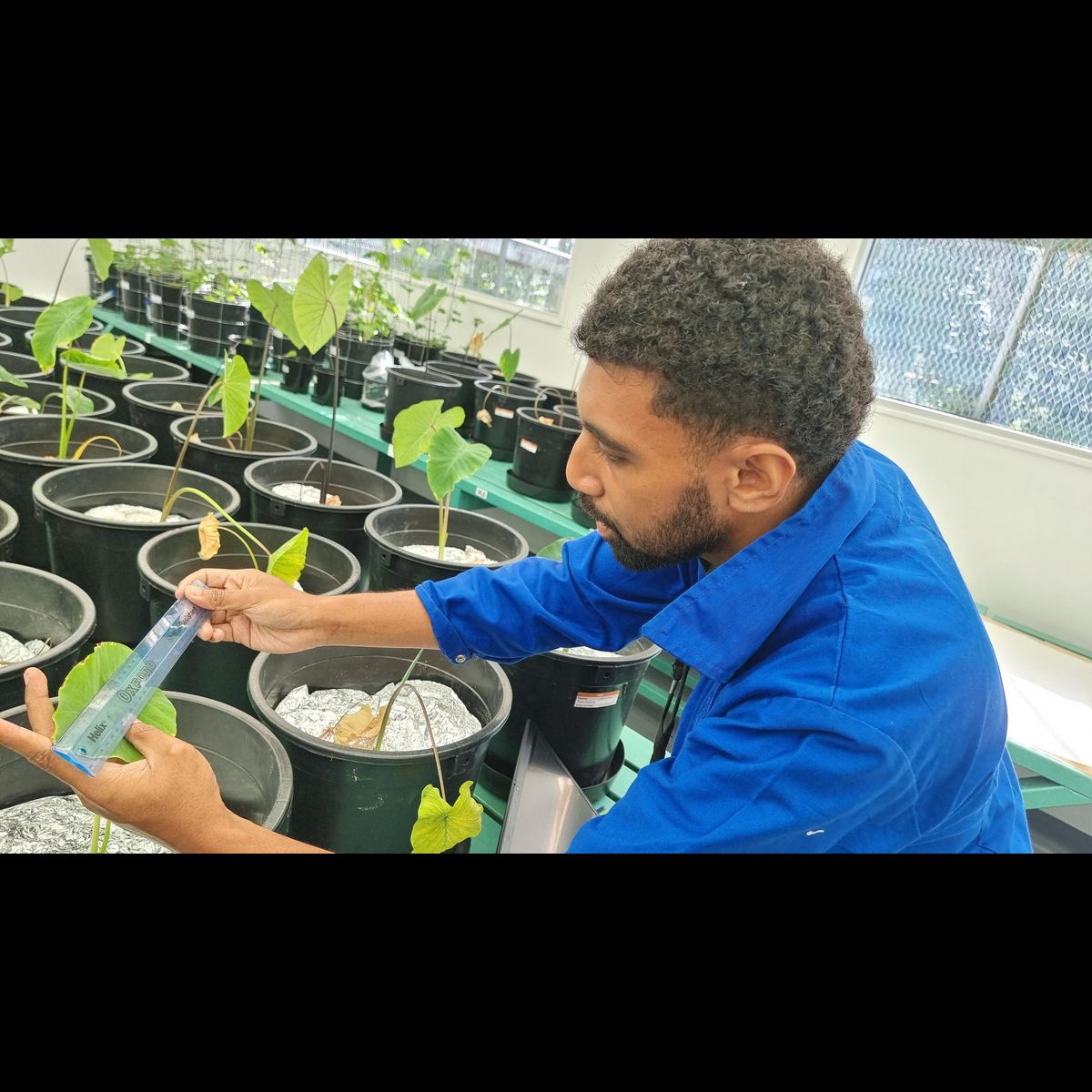 ‘Water-smart’ taro varieties as the future of sustainable agriculture ...